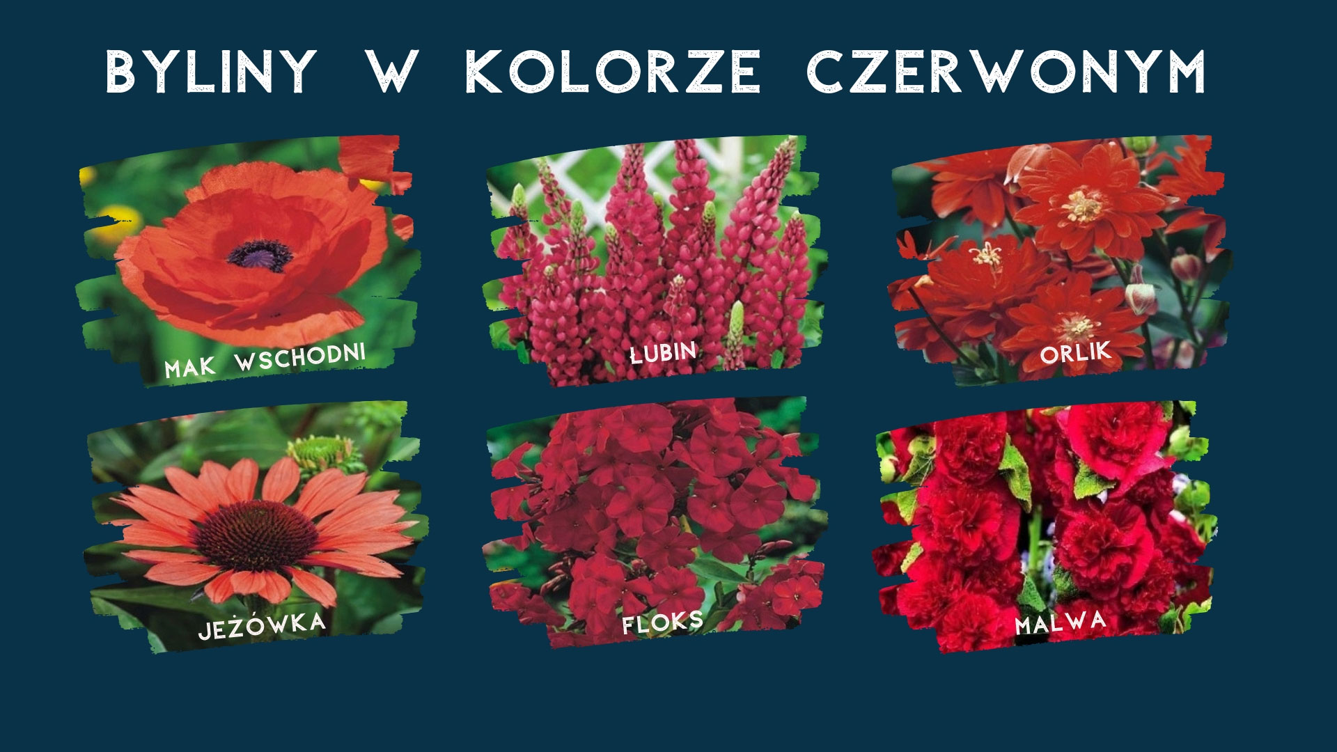 Pi kne Byliny W Kolorze Czerwonym Cebule kwiatowe pl