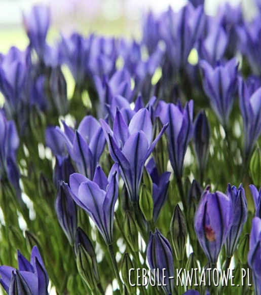Hiacynt kalifornijski - sadzenie i uprawa - Cebule-kwiatowe.pl