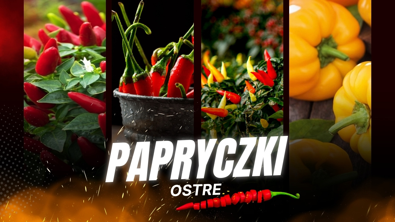 Ostre Papryczki Jak Je Uprawia W Domu I Ogrodzie Cebule kwiatowe pl Ostre Papryczki Jak Je Uprawia W Domu I Ogrodzie Cebule kwiatowe pl